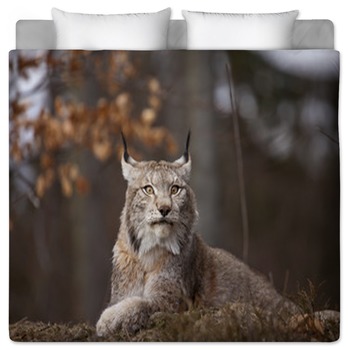 Bobcat Comforters, Duvets, Sheets & Sets | Personalized