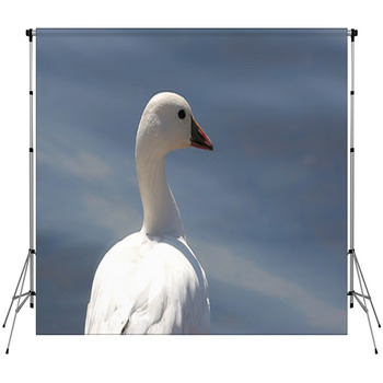 Goose Photographer Backdrops | Available in Super Large Custom Sizes