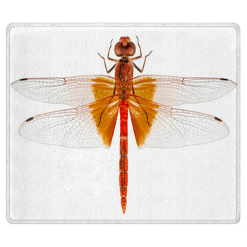 Dragonfly Area Rugs & Custom Size Floor Mats