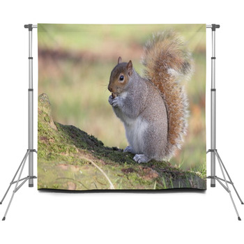 Squirrel Photo Backdrops | Available in Ultra Large Custom Sizes