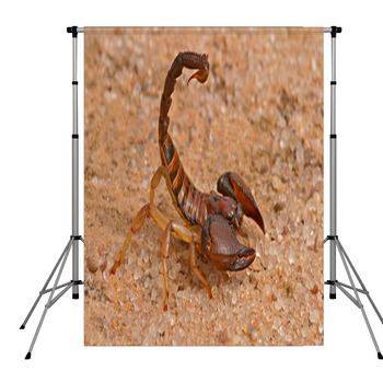 Scorpion Custom Backdrops | Available in Ultra Large Custom Sizes