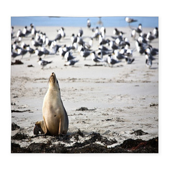 Seal Area Rugs & Floor Mats