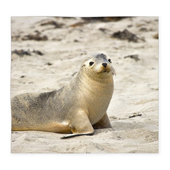 Seal Area Rugs & Floor Mats