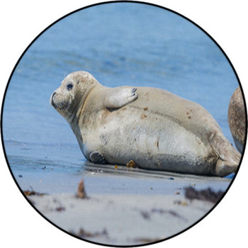 Seal Area Rugs & Floor Mats