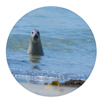 Seal Area Rugs & Floor Mats