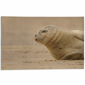 Seal Area Rugs & Floor Mats