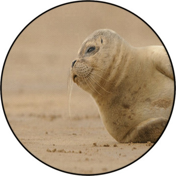 Seal Area Rugs & Floor Mats