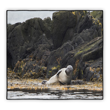 Seal Area Rugs & Floor Mats