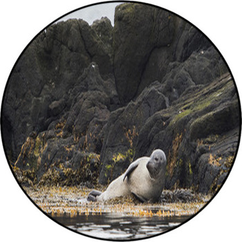 Seal Area Rugs & Floor Mats
