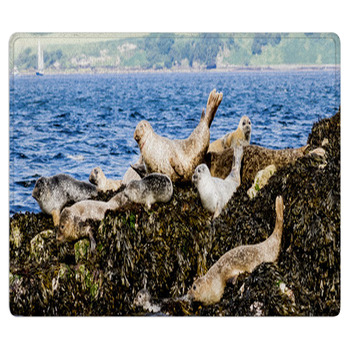 Seal Area Rugs & Custom Size Floor Mats