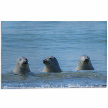 Seal Area Rugs & Floor Mats