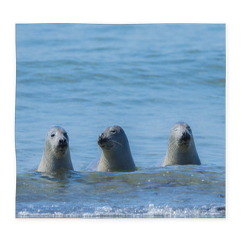 Seal Area Rugs & Custom Size Floor Mats