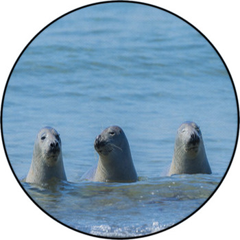 Seal Area Rugs & Floor Mats