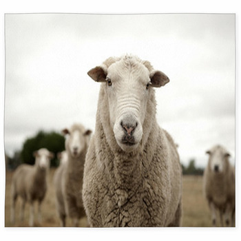 Sheep Area Rugs & Floor Mats