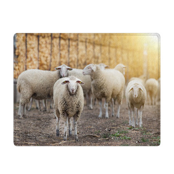 Sheep Shower Curtains, Bath Mats, & Towels Personalize