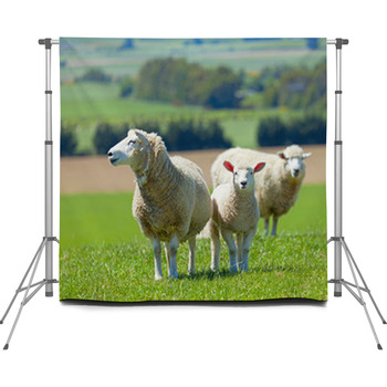 Sheep Custom Backdrops | Available in Super Large Custom Sizes