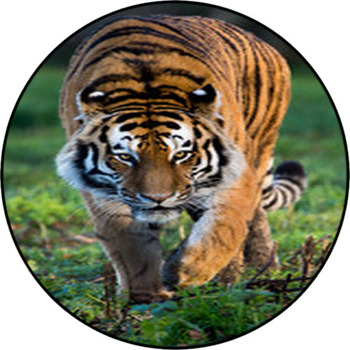 Tiger Area Rugs & Custom Size Floor Mats