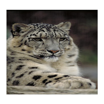 leopard Wall Decor | Murals | Tapestry | Posters | Custom Sizes