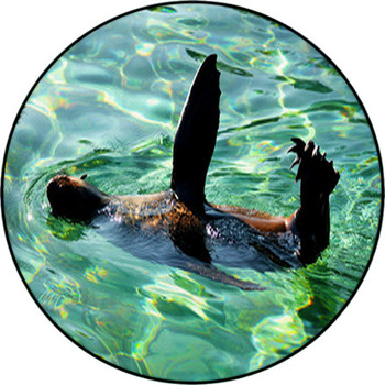 Seal Area Rugs & Floor Mats