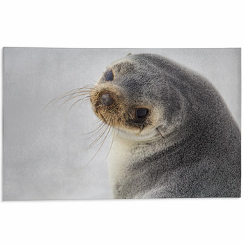 Seal Rugs & Floor Mats
