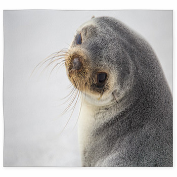 Seal Area Rugs & Floor Mats