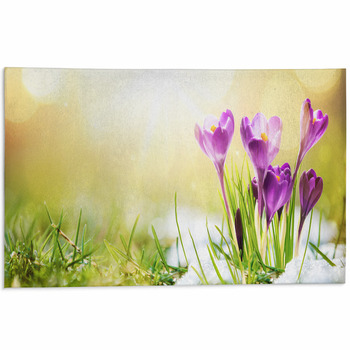 Spring Area Rugs & Custom Size Floor Mats