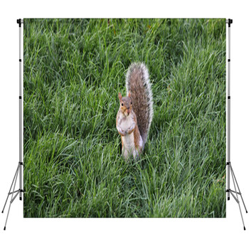 Squirrel Photo Backdrops | Available in Ultra Large Custom Sizes