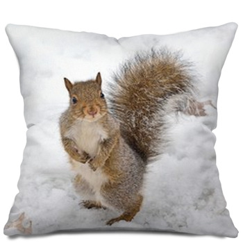 Squirrel Throw Pillows, Cases