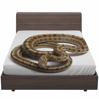 snake Comforters, Duvet Covers, Sheets & Bed Sets | Custom