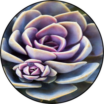 Cactus Area Rugs & Custom Size Floor Mats