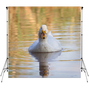 Duck Photo Backdrops | Available in nearly ANY Custom Sizes