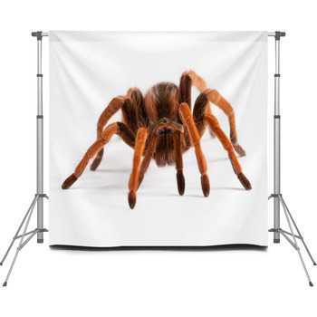 Spider Photographer Backdrops | Available in Ultra Large Custom Sizes