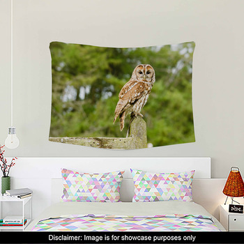 Owl Wall Decor | Murals | Tapestry | Posters | Custom Sizes