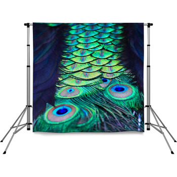 Peacock Photographer Backdrops | Available in nearly ANY Custom Sizes