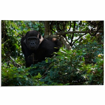 Gorilla Rugs & Custom Size Floor Mats