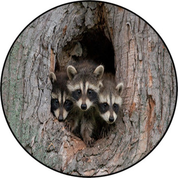 Raccoon Area Rugs & Floor Mats