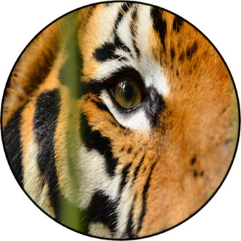 Tiger Rugs & Floor Mats