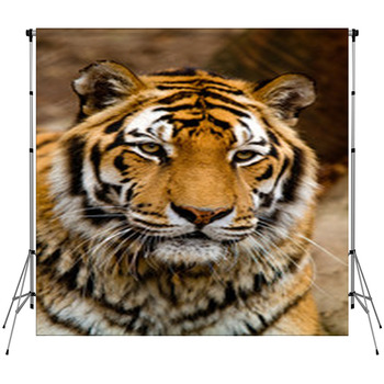 Tiger Custom Backdrops | Available in Ultra Large Custom Sizes