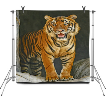 Tiger Custom Backdrops | Available in Ultra Large Custom Sizes