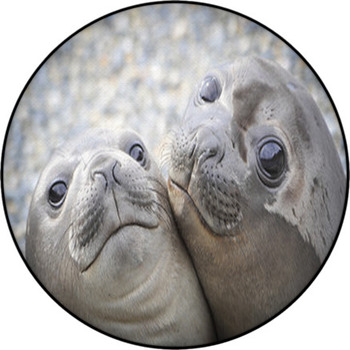 Seal Area Rugs & Floor Mats