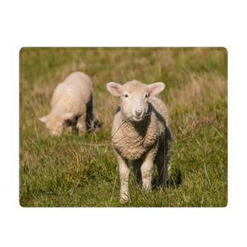 Sheep Shower Curtains, Bath Mats, & Towels Personalize