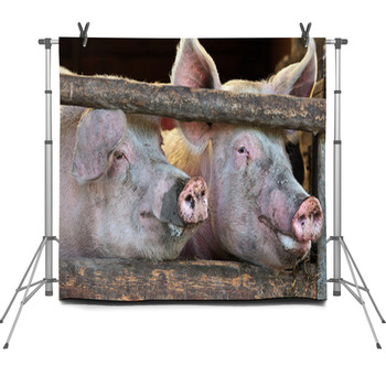 Farm animal Custom Backdrops | Available in Very Large Custom Sizes