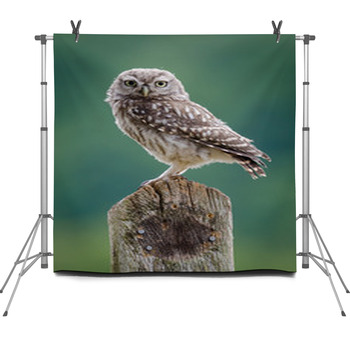 Owl Custom Backdrops | Available in Super Large Custom Sizes