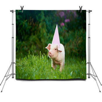 Pig Photographer Backdrops | Available in nearly ANY Custom Sizes