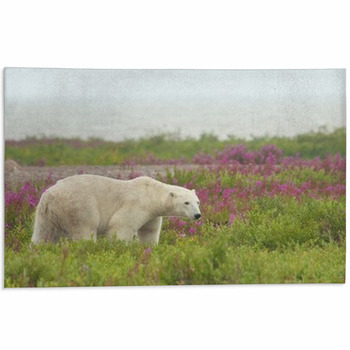 Polar bear Area Rugs & Floor Mats