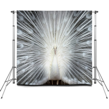 Peacock Photographer Backdrops | Available in nearly ANY Custom Sizes