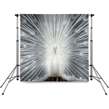 Peacock Photographer Backdrops | Available in nearly ANY Custom Sizes