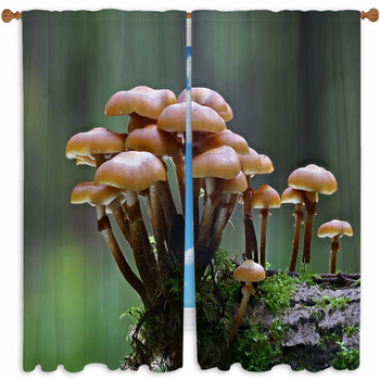 Mushroom Drapes & Window Treatments | Black Out | Custom Sizes