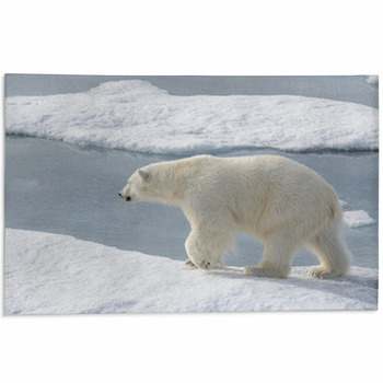 Polar bear Area Rugs & Floor Mats