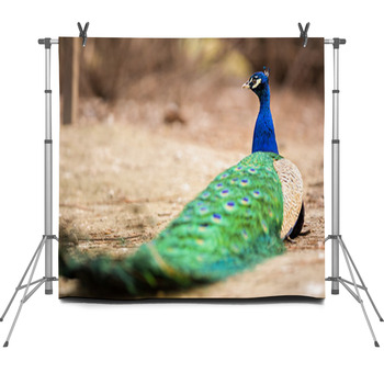 Peacock Photographer Backdrops | Available in nearly ANY Custom Sizes